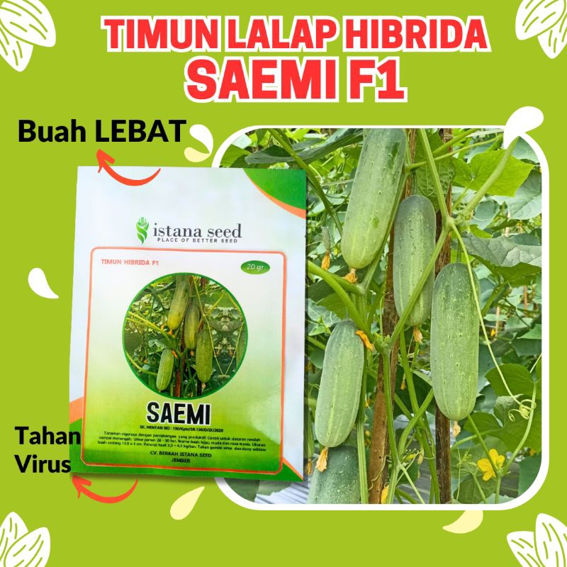 Jual Benih Bibit Timun Baby Lalap Hibrida SAEMI F1. Benih Bibit ...