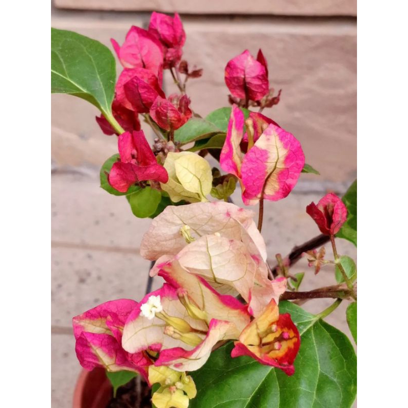 Jual Bougenville Citra India original | Shopee Indonesia