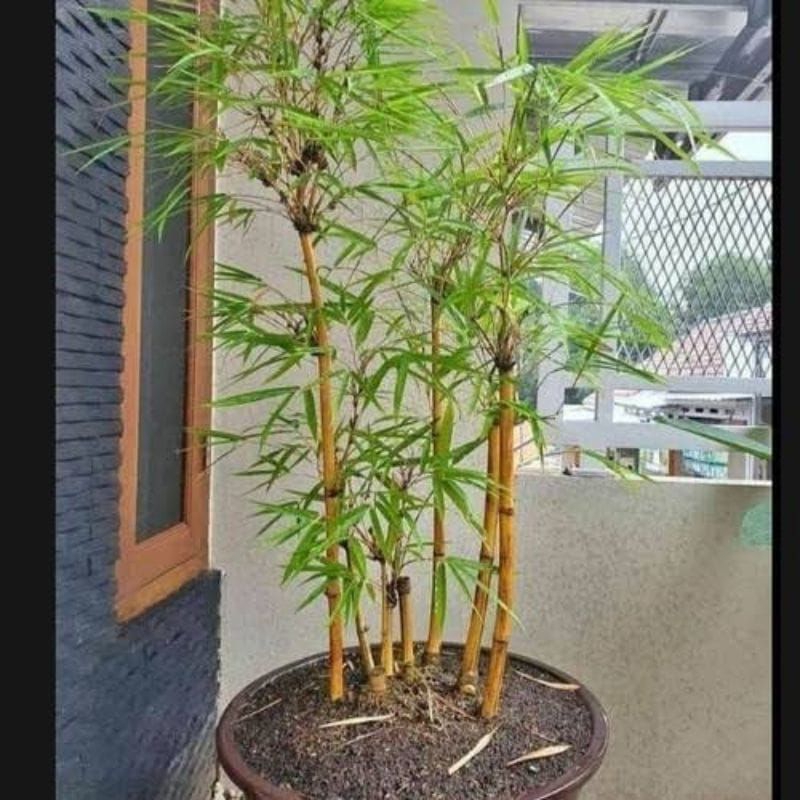 Jual Bibit Banaman Bambu hias kuning mini ( Bambusa vulgaris var ...