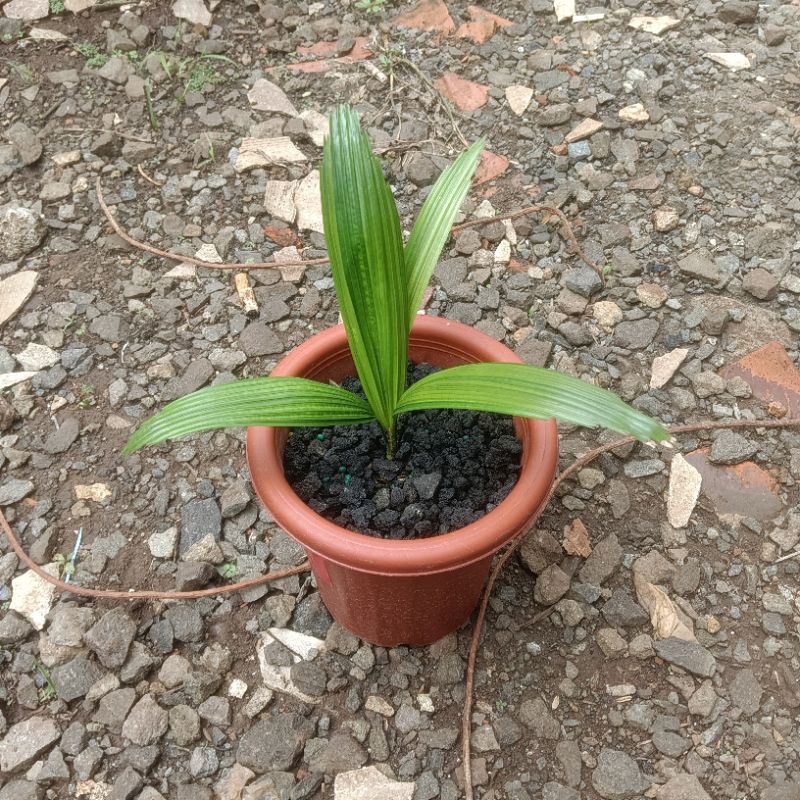 Jual Tanaman Hias Licuala Grandis (Palm Kol), Tanaman Hias Panas ...