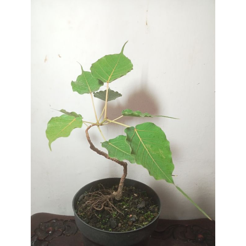 Jual Pohon Bodhi - Ficus Bodhi - Ficus Religiosa - Sacred Fig - Peepal ...