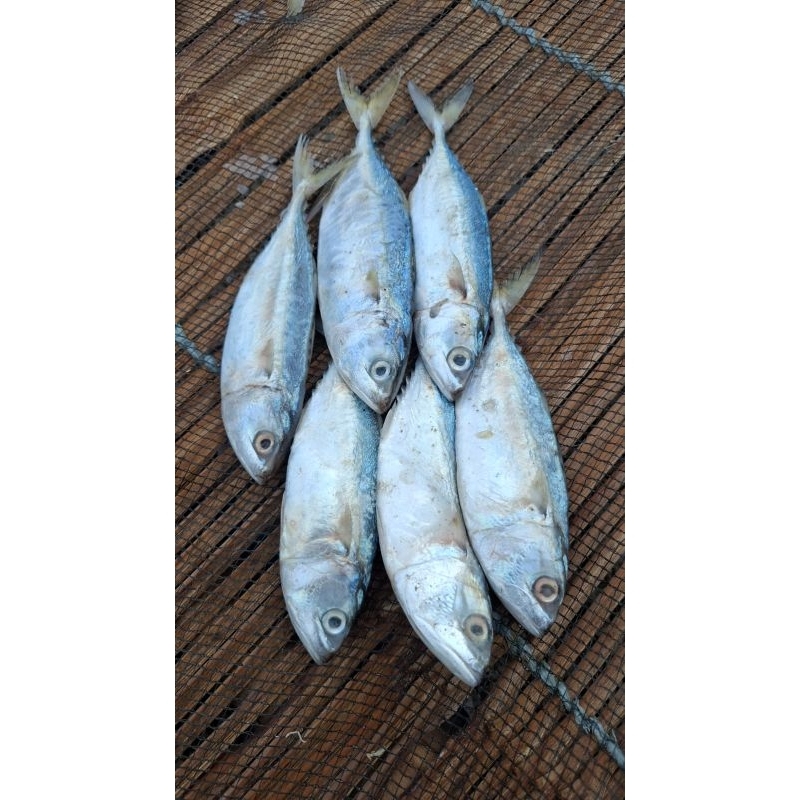 Jual ikan peda/gembung asin 1kg | Shopee Indonesia