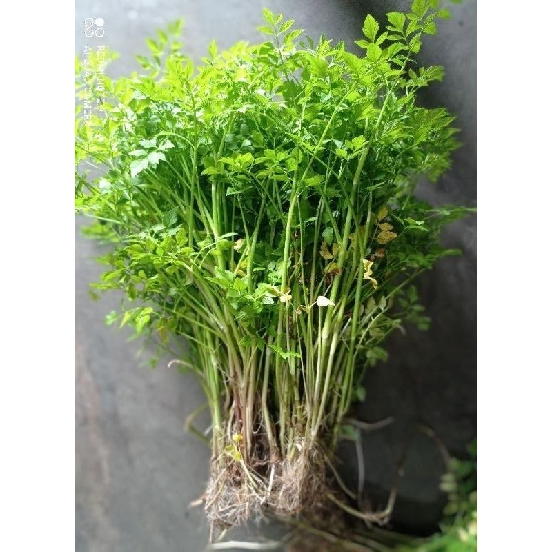 Jual bibit benih tespong atau seladren hutan | Shopee Indonesia