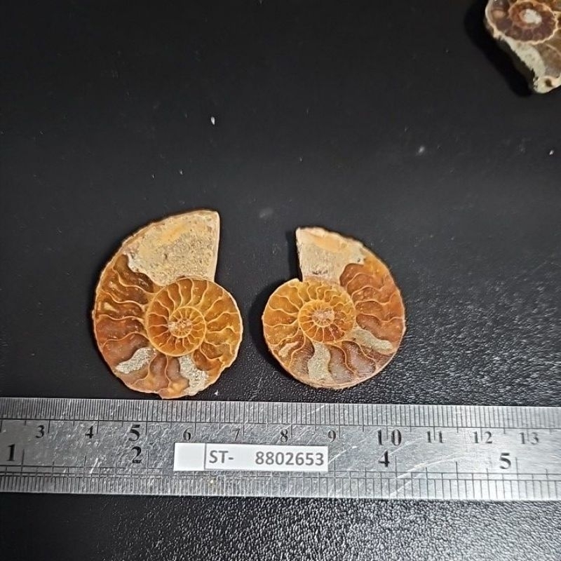 Jual AMMONITE Madagascar Rough Pair Batu Asli | Shopee Indonesia