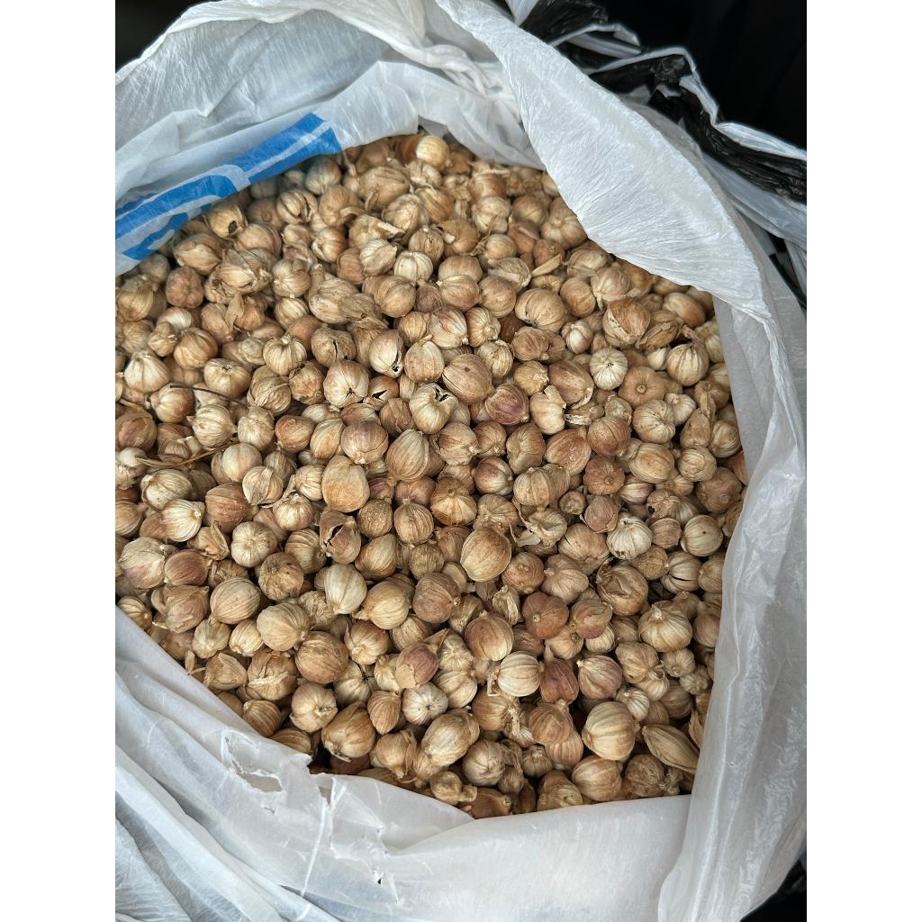 Jual Kapulaga Putih / White Cardamom / Kapulaga Kering (1kg) | Shopee ...