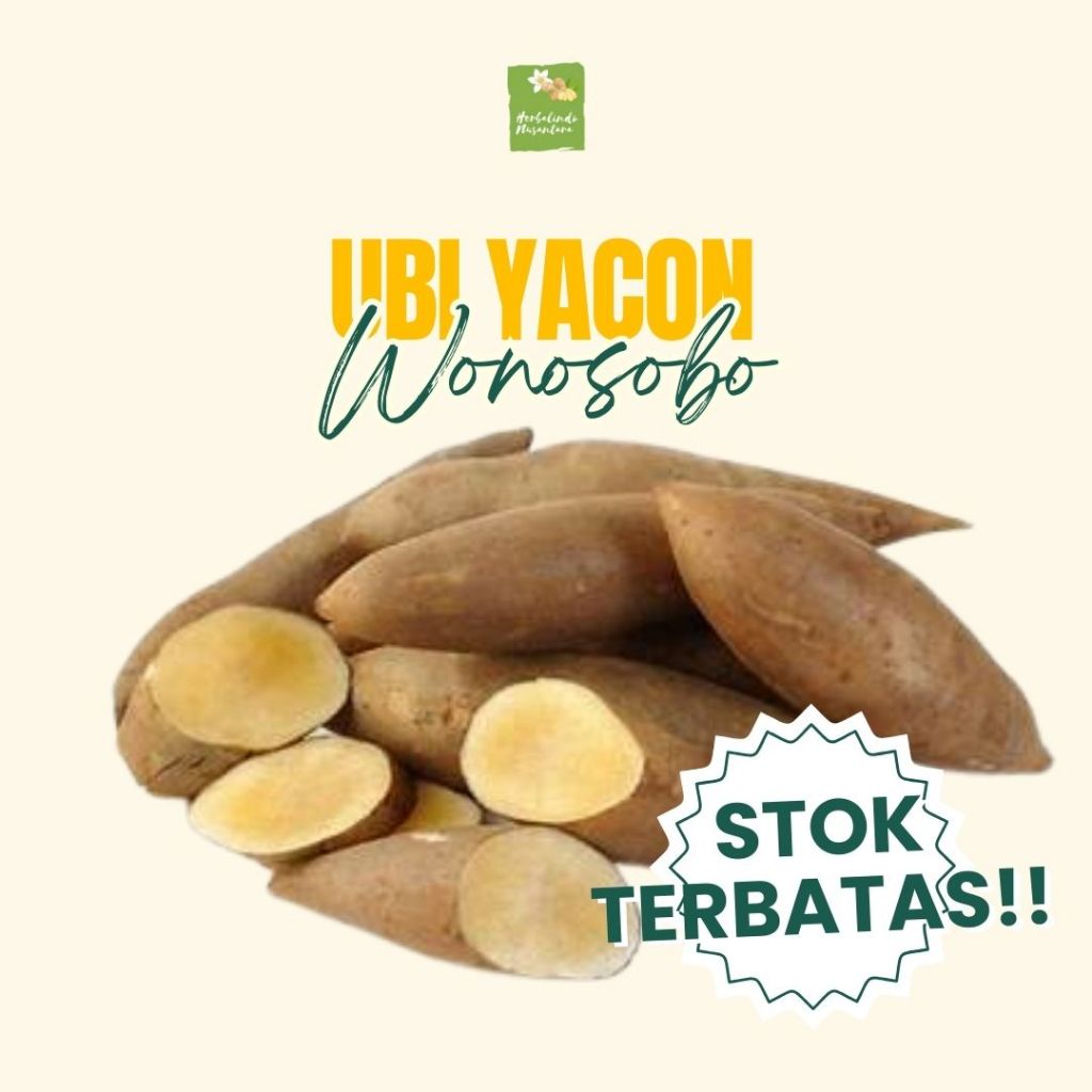 Jual UBI YAKON, UMBI YAKON,UBI YACON ASLI WONOSOBO FRESH (STOCK ...