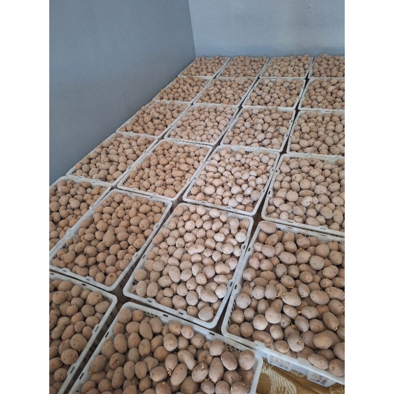 Jual Benih Kentang Granola L G1 15kg | Shopee Indonesia