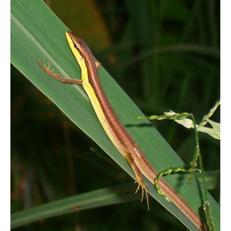 Jual KADAL RUMPUT/KADAL LANGIT/KADAL EKOR PANJANG | Shopee Indonesia