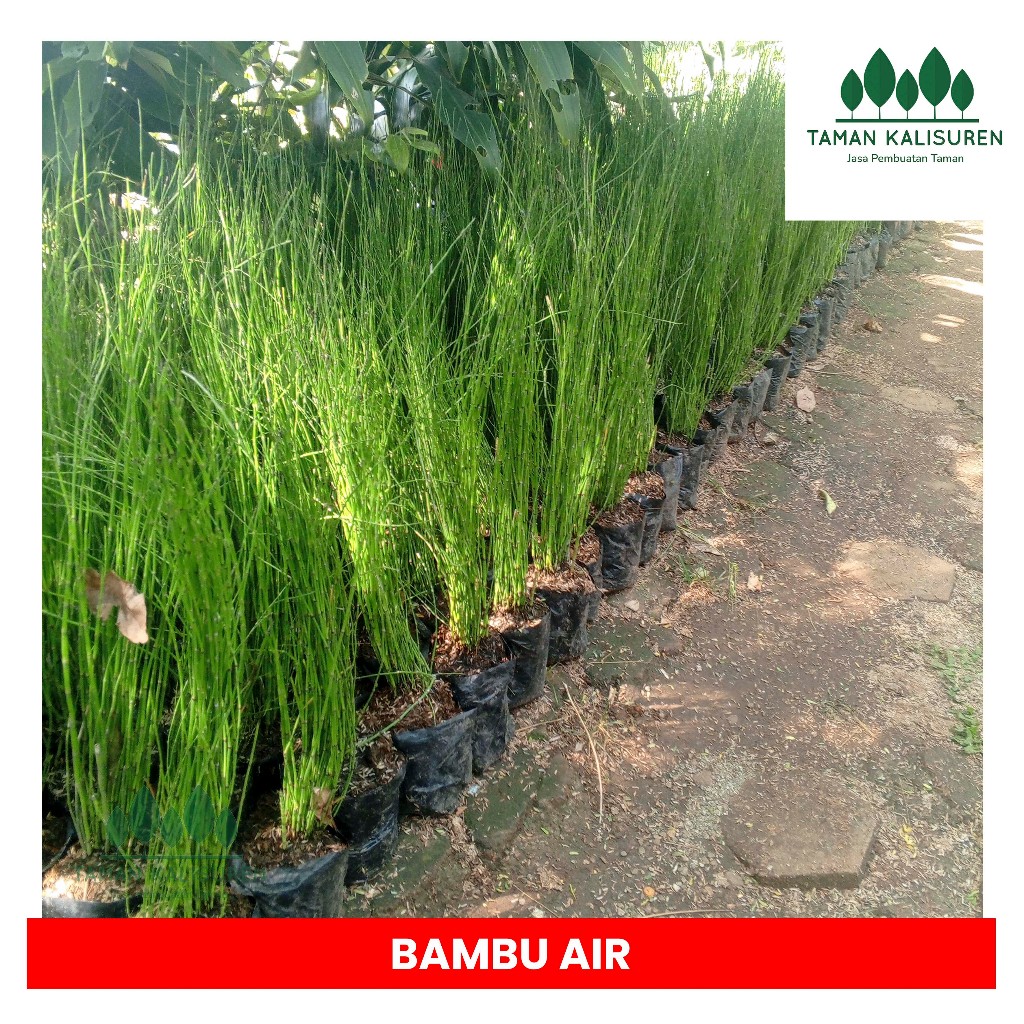 Jual Tanaman Hias Bambu Air Rimbun | Shopee Indonesia