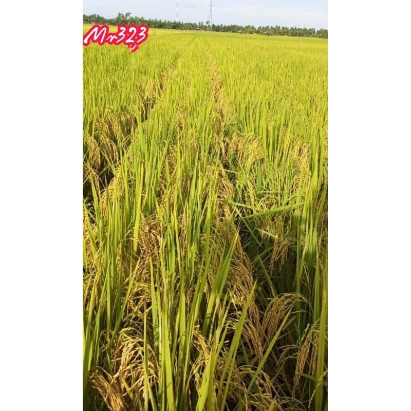 Jual BENIH PADI MR 323 super Anti burung dan tikus 1kg | Shopee Indonesia
