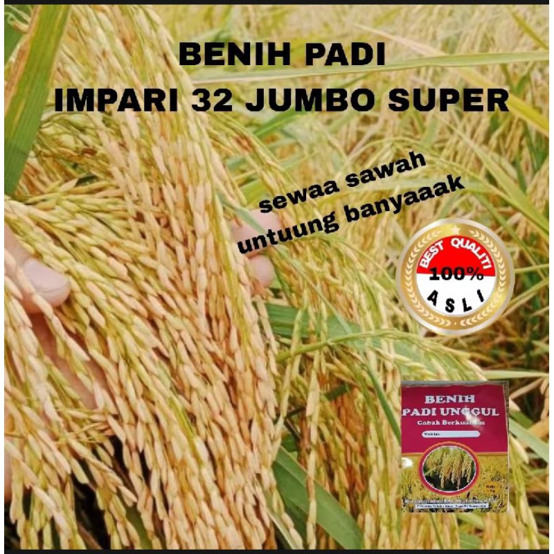 Jual Benih padi Inpari 32 jumbo super unggul berkualitas per 1kg | Shopee Indonesia