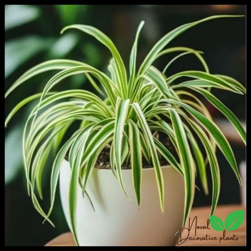 Jual Tanaman hias taman lily paris - lili paris umbi | Shopee Indonesia