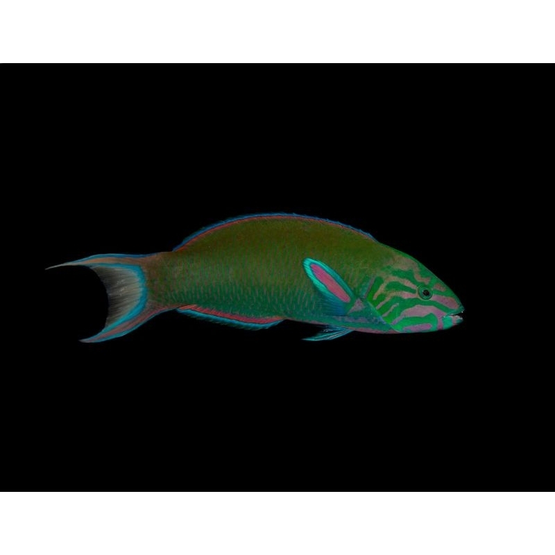 Jual ikan hias laut keling thalasoma talasoma | Shopee Indonesia