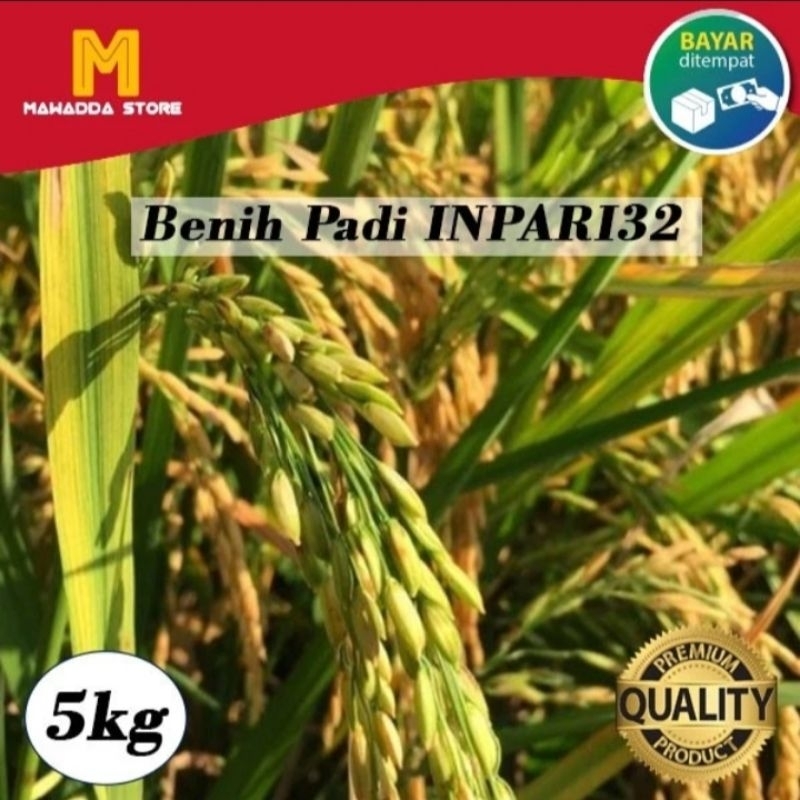 Jual Benih padi INPARI 32 BERKUALITAS KEMASAN 5KG | Shopee Indonesia