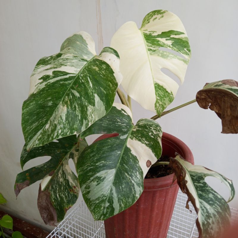 Jual Tanaman hias monstera varigata white tiger 6 daun (sesui gambar ...
