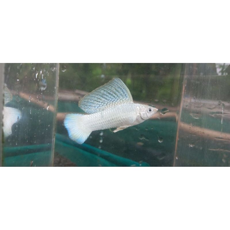 Jual molly roundtail | Shopee Indonesia