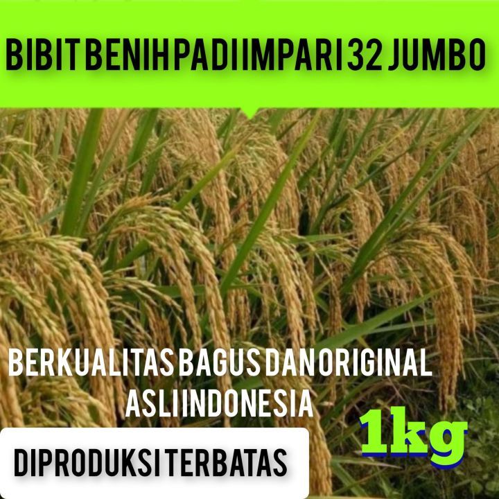 Jual Benih Pertiwi - Benih Padi Inpari 32 (1KG ) | Shopee Indonesia