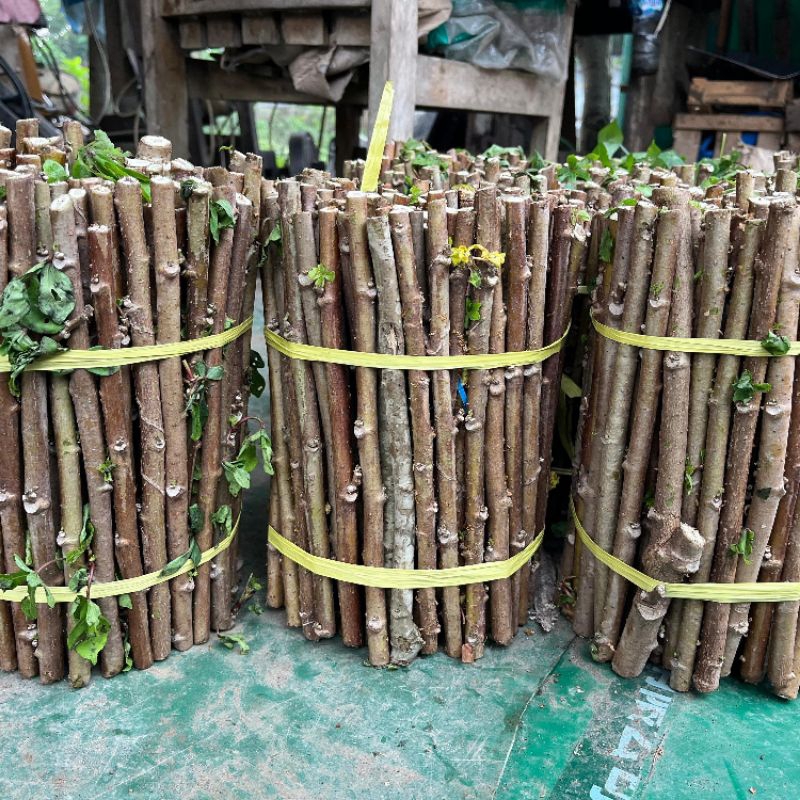 Jual stek singkong papua/daun gedi/kapasan kualitas unggul harga hemat ...