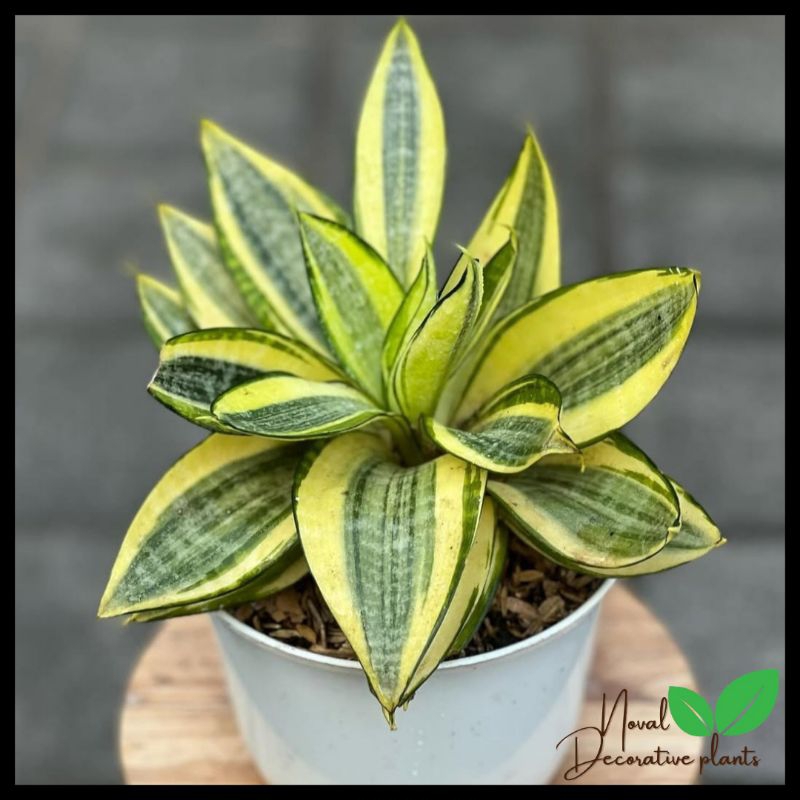 Jual Tanaman hias sansivera golden haney - sansivera golden hani mini ...