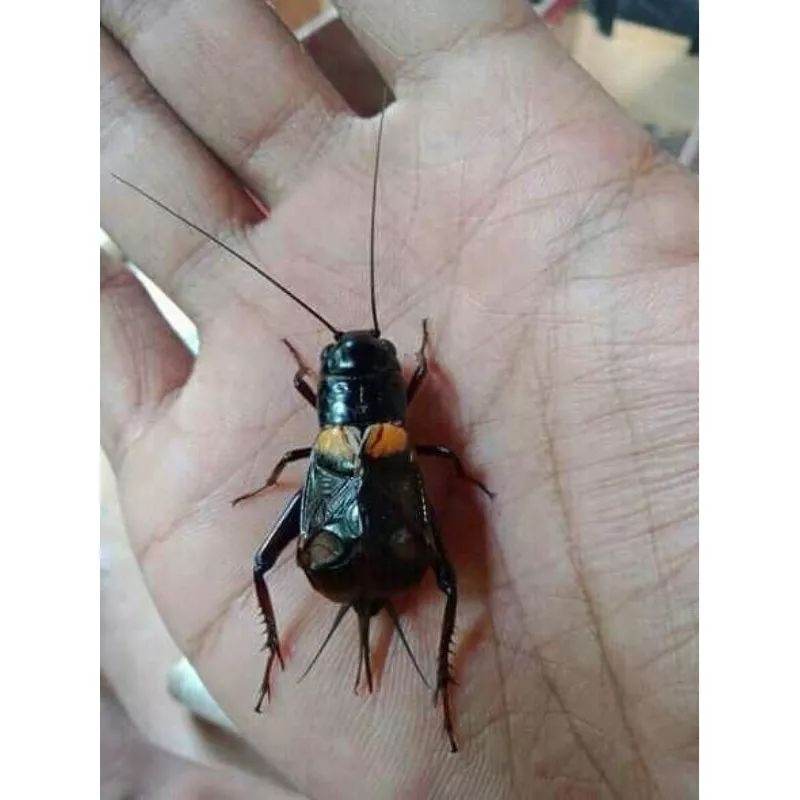 Jual jangkrik kalung aduan | Shopee Indonesia