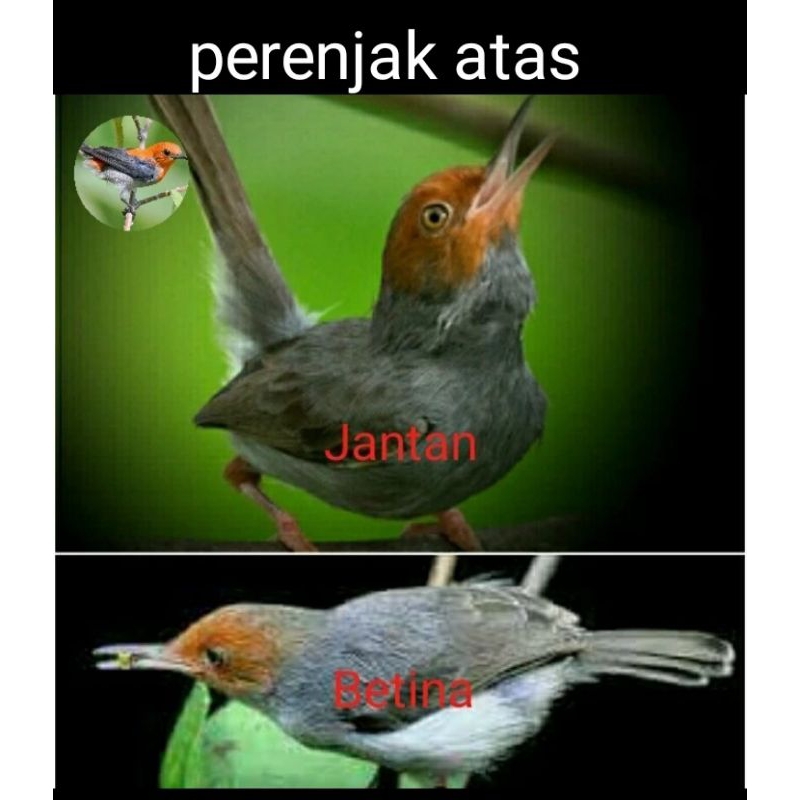 Jual Perenjak Atas Jantan /Betina hijau | Shopee Indonesia