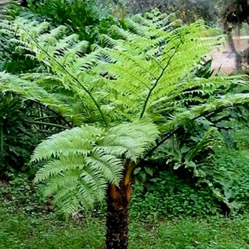 Jual Tanaman Pakis / Bibit Tanaman Hias Pakis Paku Tiang Jumbo Peneduh ...