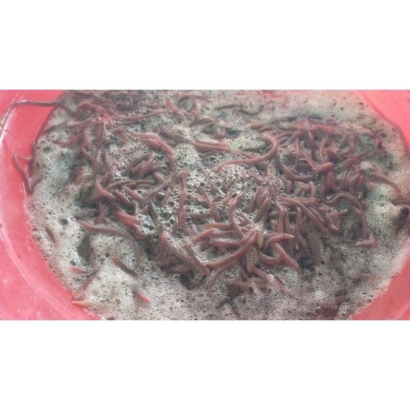 Jual cacing lood/lur umpan Galatama lele | Shopee Indonesia