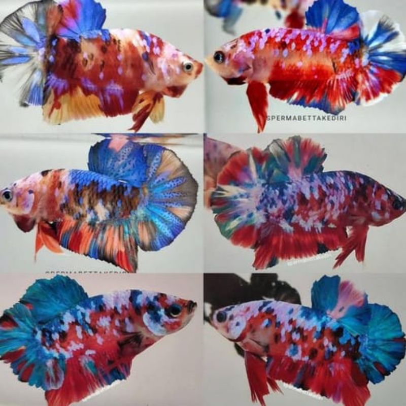 Jual ikan cupang multicolour jantan | Shopee Indonesia