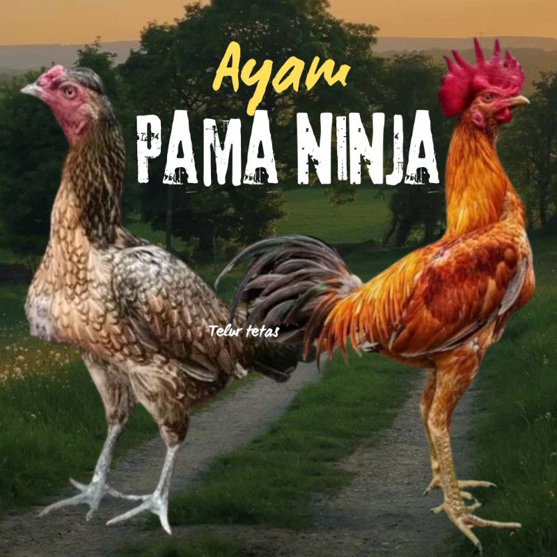 Jual telur ayam Pama ninja original petarung bisa untuk di tetaskan ...