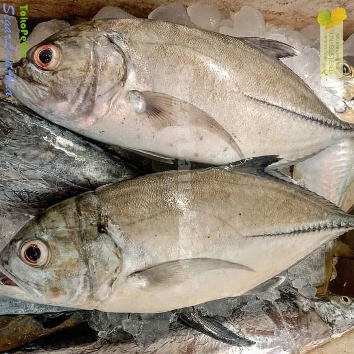 Jual Ikan Kuwe 1Kg Ikan Kuwe Segar Ikan Kuwe Tengkek Ikan Kue | Shopee ...