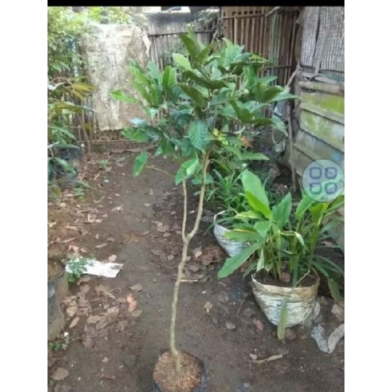 Jual Pohon Rambutan Binjai Siap Buah Tinggi 2 meter | Shopee Indonesia