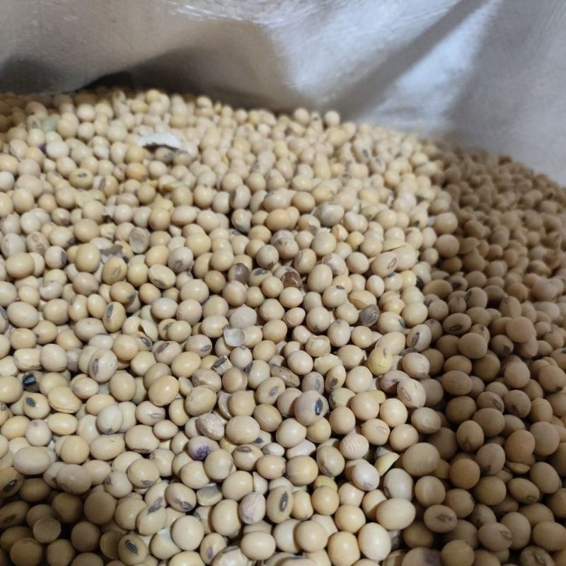 Jual KACANG KEDELAI CAP MB IMPORT GRADE A 1 kg | Shopee Indonesia