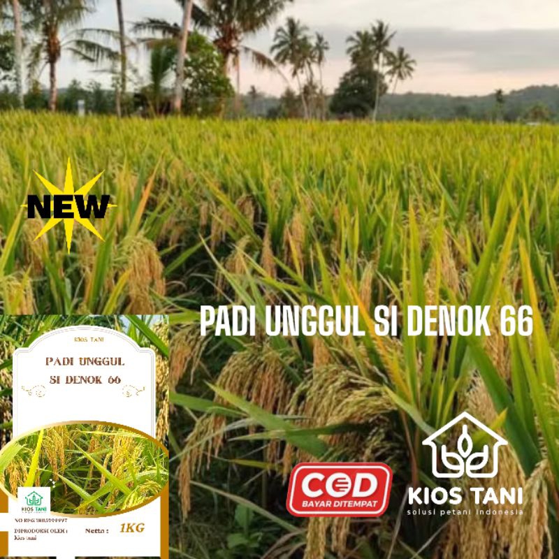 Jual Kios Tanj Padi Si Denok 66 Keunggulan 1kg | Shopee Indonesia