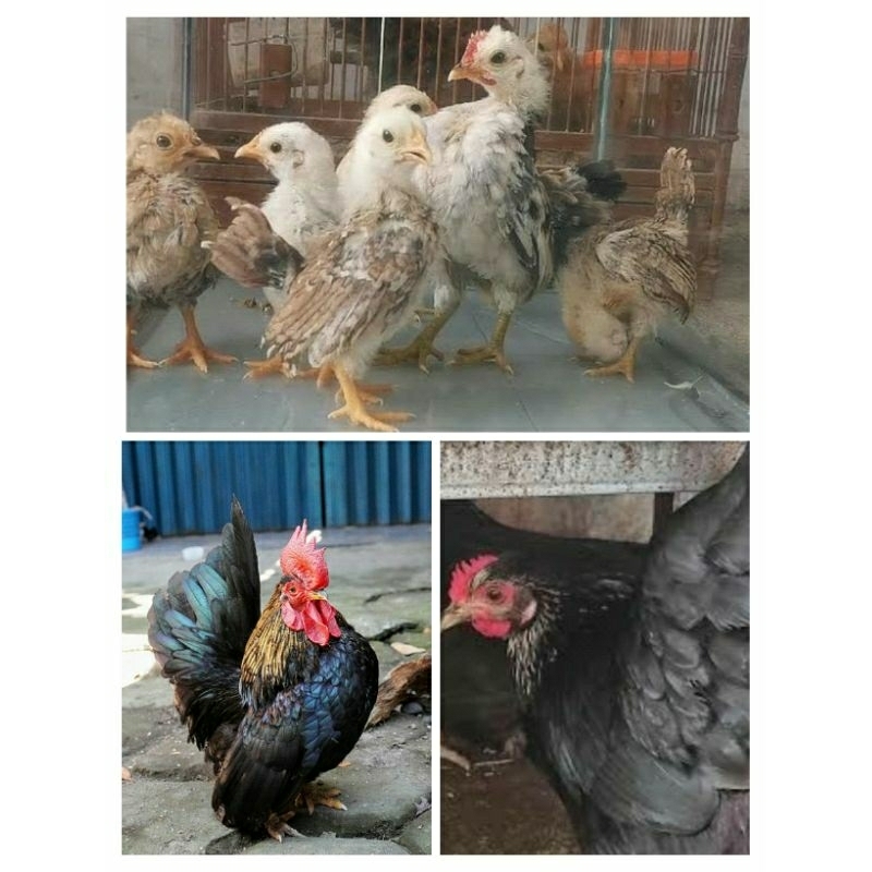 Jual AYAM HIAS / AYAM KATE / AYAM MINI / MGG STORE | Shopee Indonesia