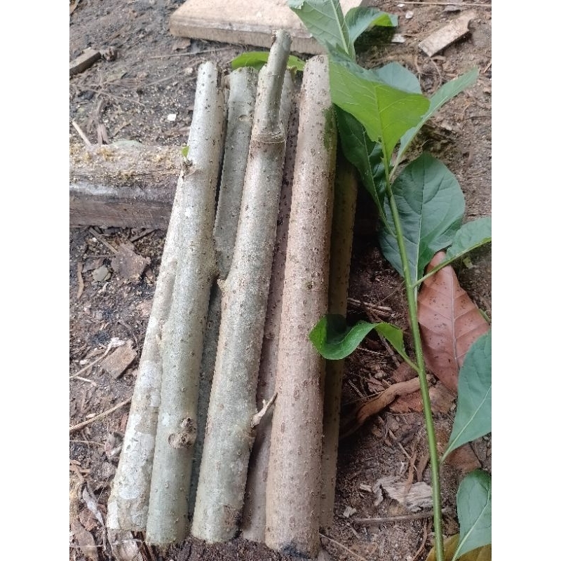 Jual stek batang pohon afrika/daun afrika herbal panjang 30 cm 10 stek ...