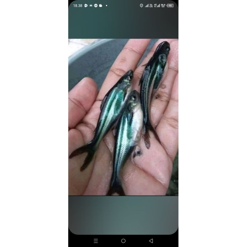 Jual Bibit patin hitam UK 7-9cm ( google maps Rendy ikan hias Semarang ...