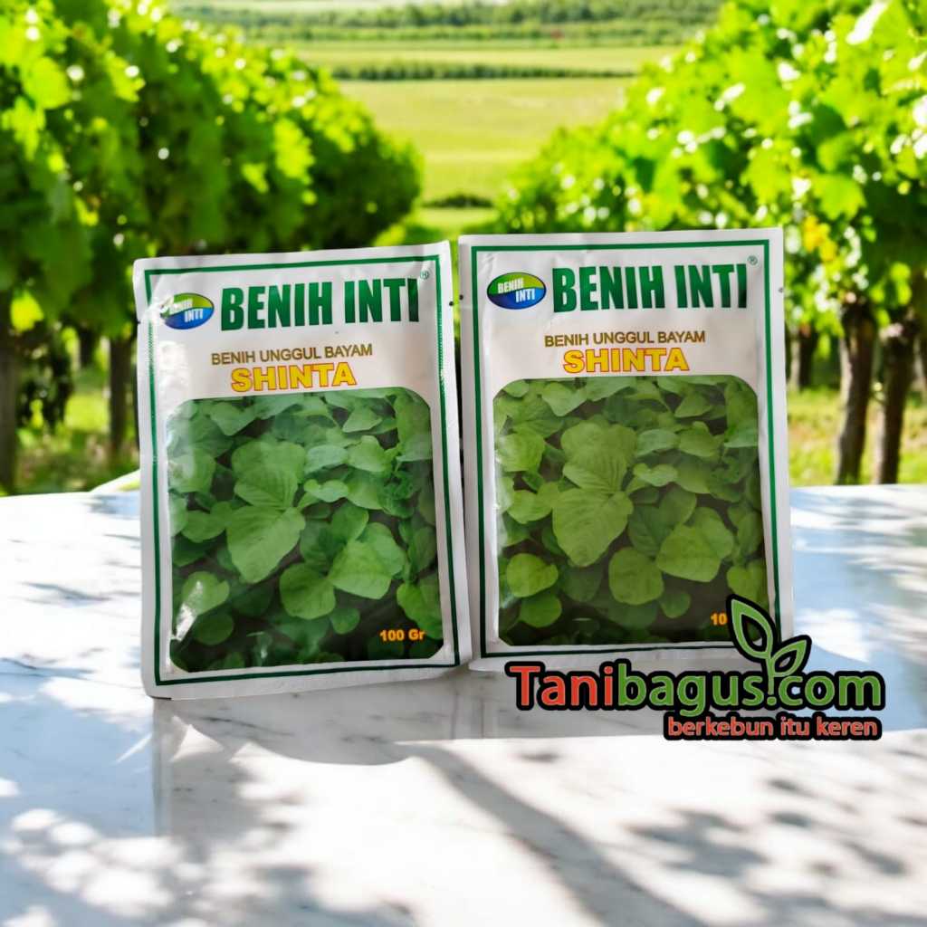 Jual BENIH INTI BENIH UNGGUL BAYAM SHINTA (100 gr) | Shopee Indonesia