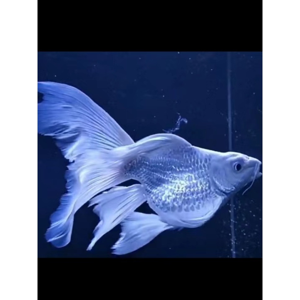 Jual Ikan Butterfly Koi Short Body Huidelong Platinum 4 cm | Shopee ...