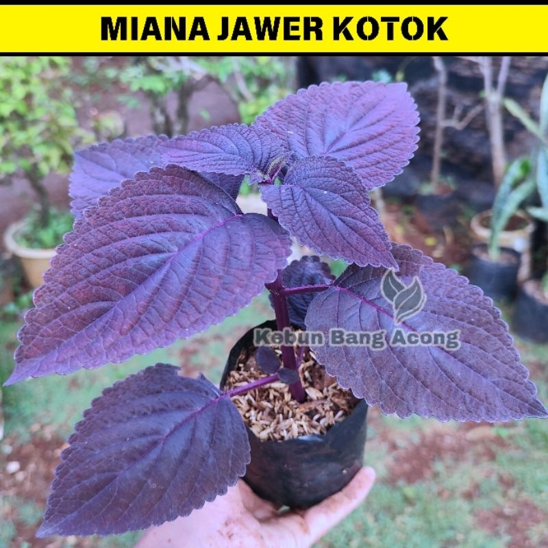 Jual Tanaman Herbal Miana Ungu Jawer Kotok Obat Herbal Mengatasi ...