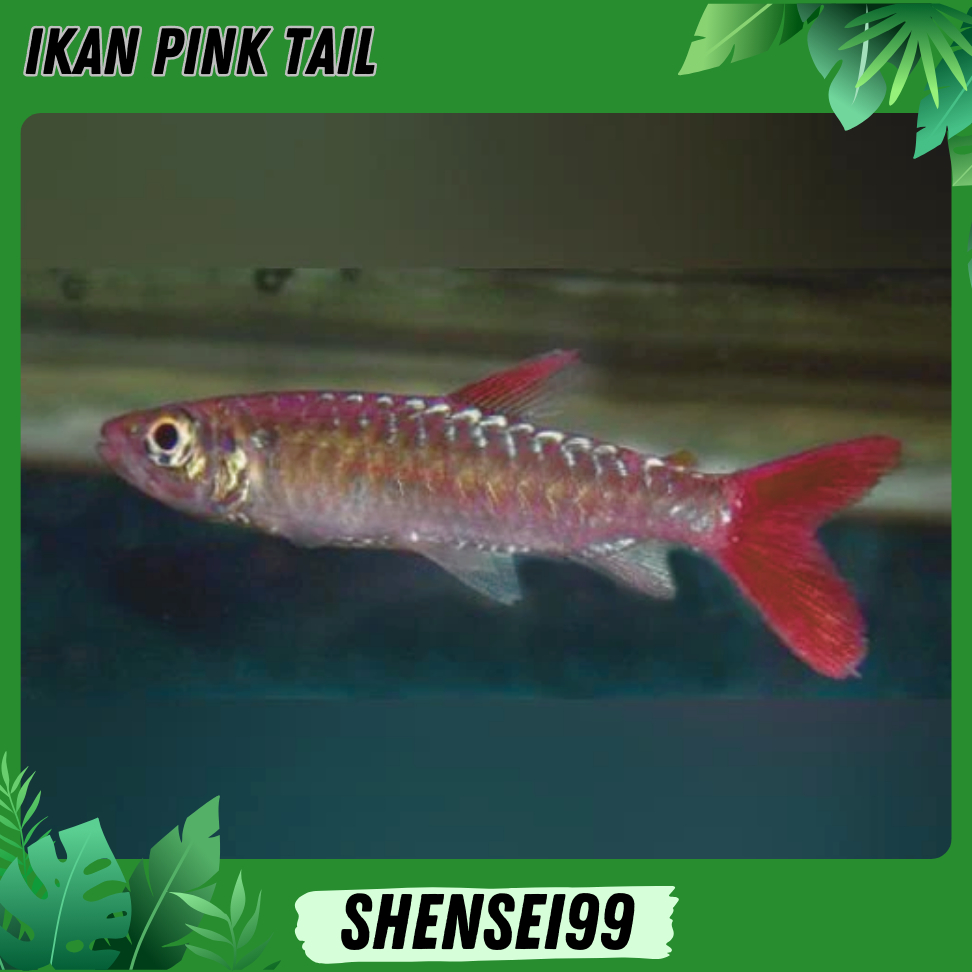 Jual Ikan Hias Pink Tail Characin Chalceus Tankmate Ikan Hias Ikan ...