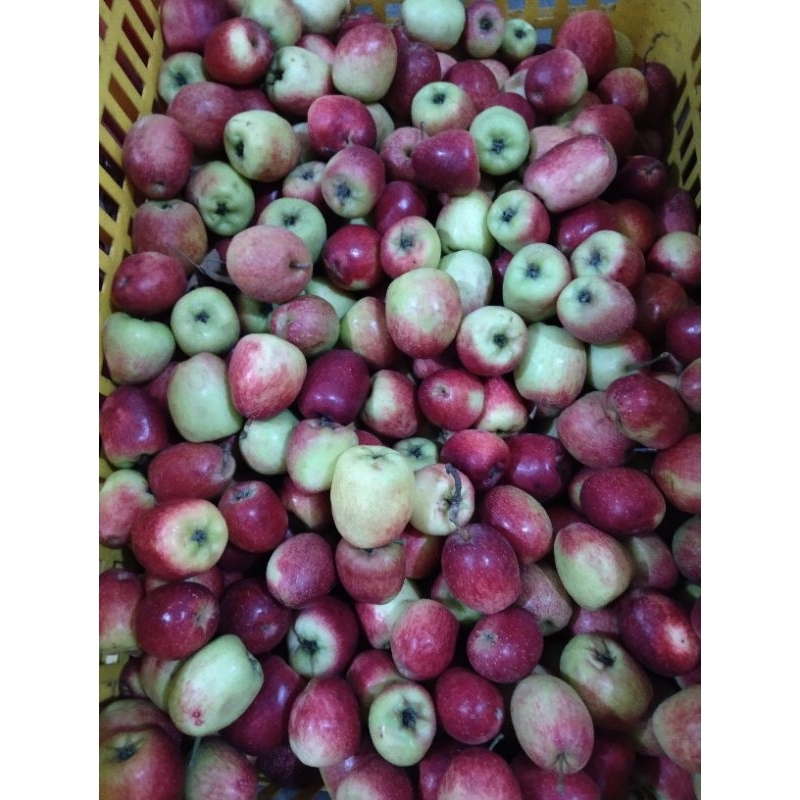 Jual apel ana mini (isi 20-30) 1kg/apel malang | Shopee Indonesia