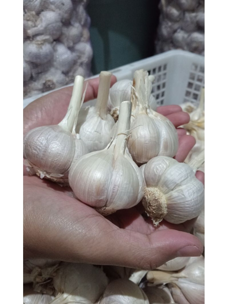 Jual bawang putih Kating super A1 bersih 1\2kg setengah kg | Shopee ...