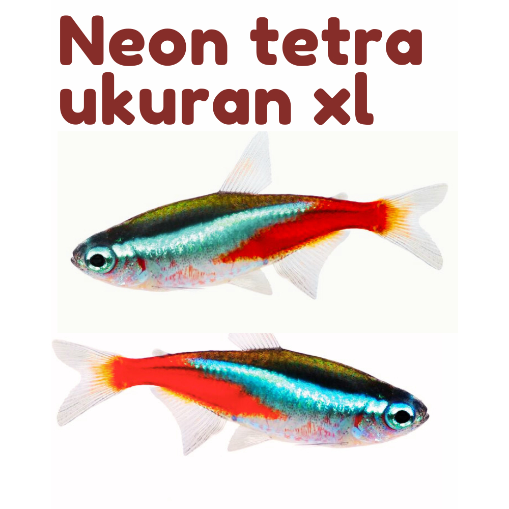Jual IKAN AQUASCAPE NEON TETRA , IKAN NEON TETRA UKURAN XL | Shopee ...