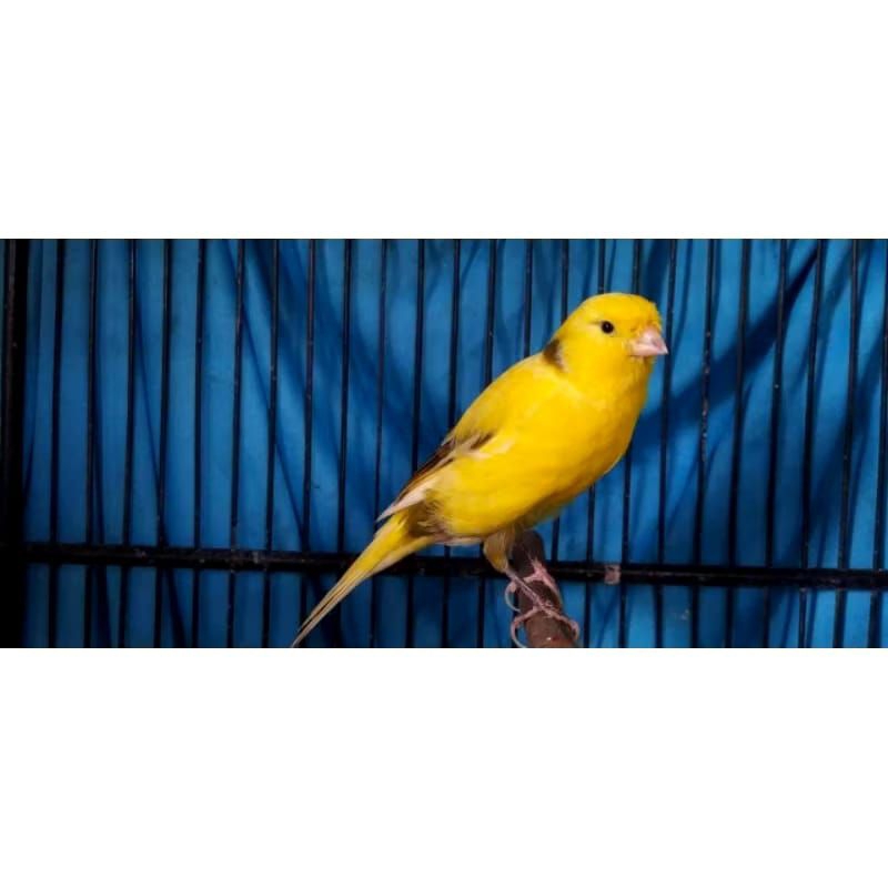 Jual Kenari F2 Gacoran jantan | Shopee Indonesia