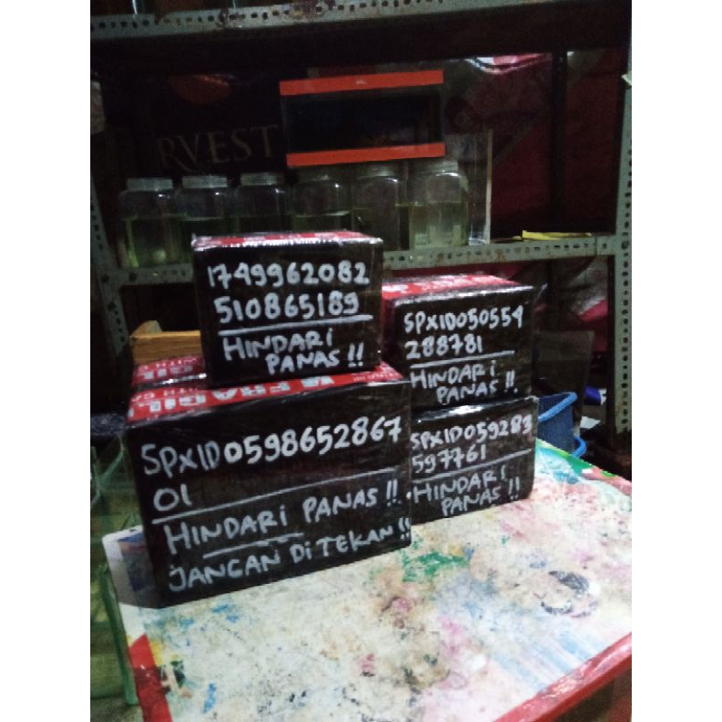 Jual kardus packing ikan cupang 420k | Shopee Indonesia