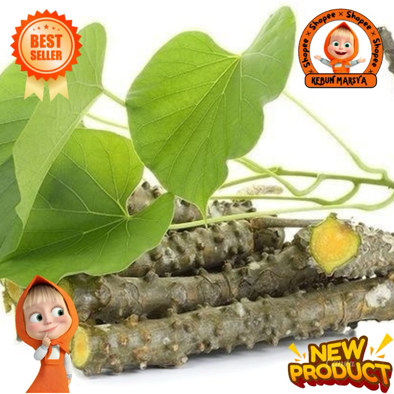 Jual Tanaman Herbal Stek Segar Sapih Asi Brotowali - Batrawali ...