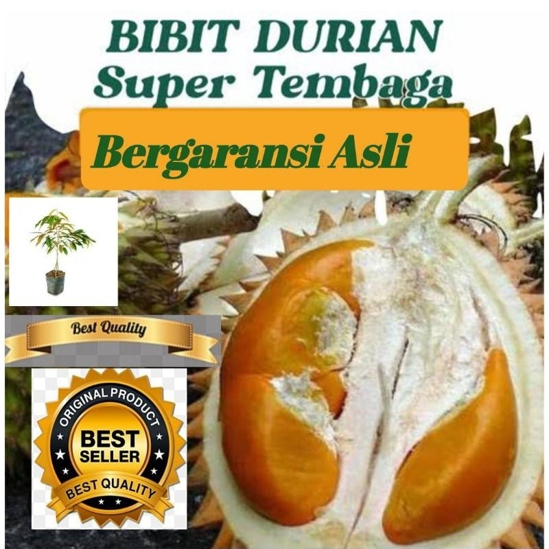 Jual bibit durian super tembaga | Shopee Indonesia