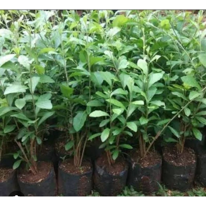 Jual Tanaman Teh Tehan Hijau Tanaman Pagar Hidup Pangkas Hijau Tanaman ...