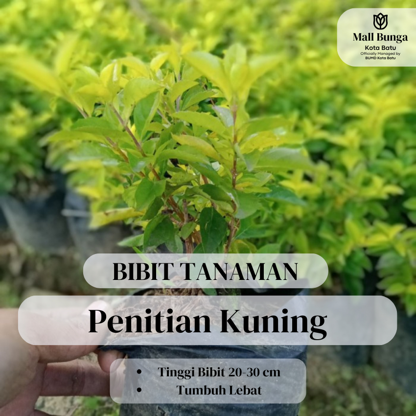 Jual Tanaman Hias Penitian Kuning - Bunga Pangkas Kuning Bonsai Tinggi ...