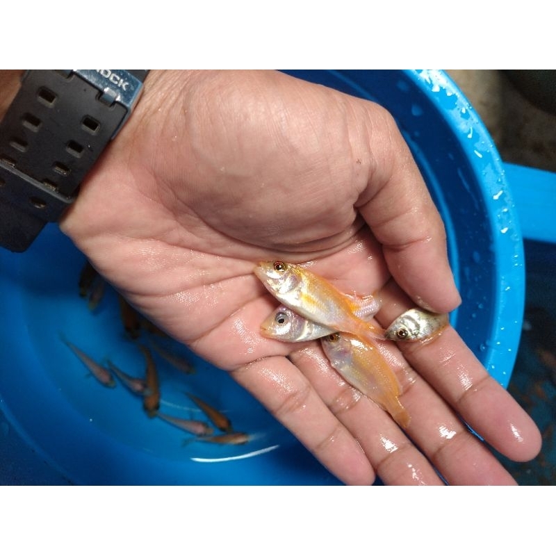 Jual paket budidaya nila 50 ekor | Shopee Indonesia